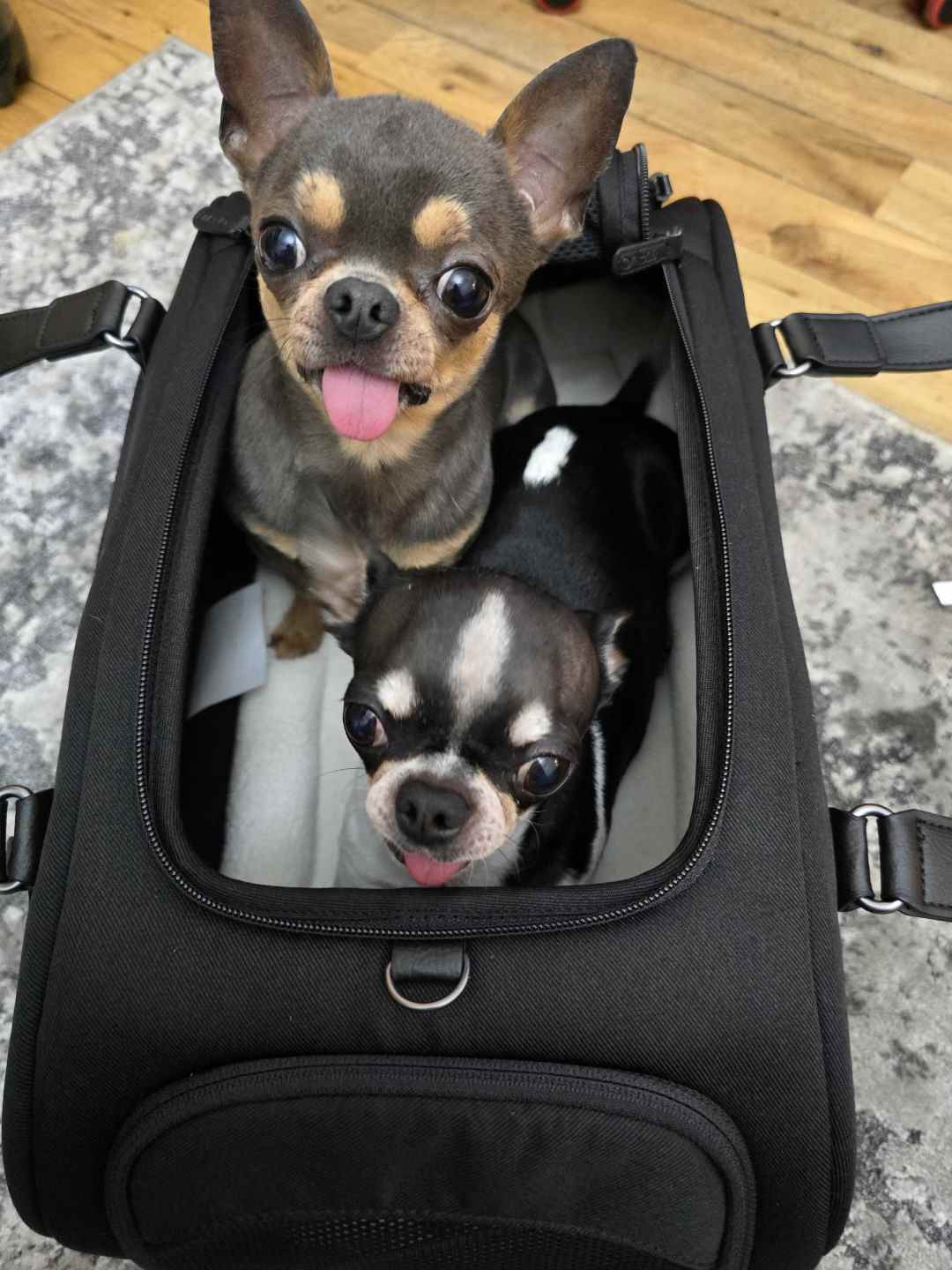 Tavo Dupree Cat and Small Dog Carrier review: A stylish, safe and snug ...